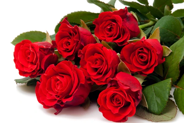 Flores do Amor: Significados e Como Escolher a Ideal