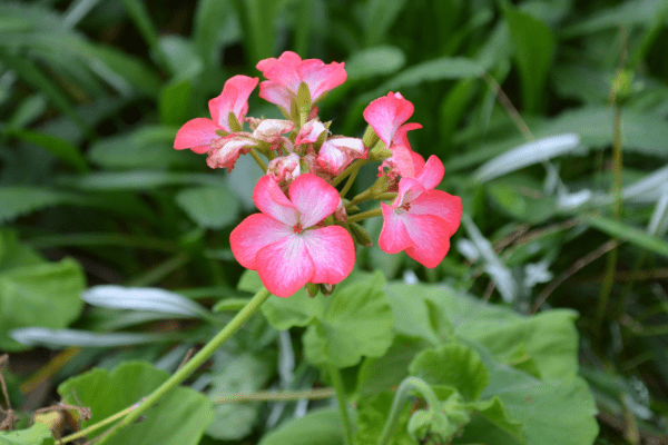 Flor beijo: beleza, cuidados e curiosidades da planta
