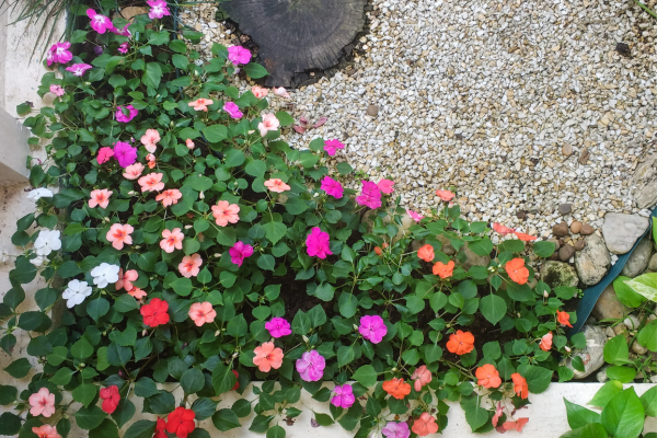 Flor beijo: beleza, cuidados e curiosidades da planta