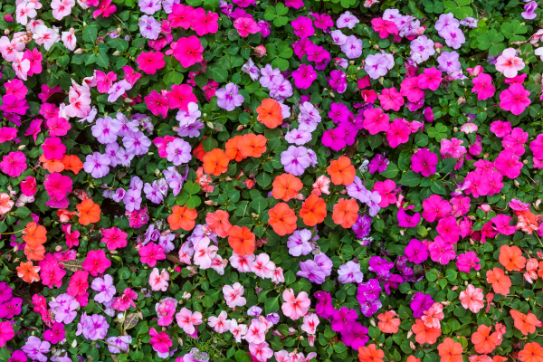 Flor beijo: beleza, cuidados e curiosidades da planta