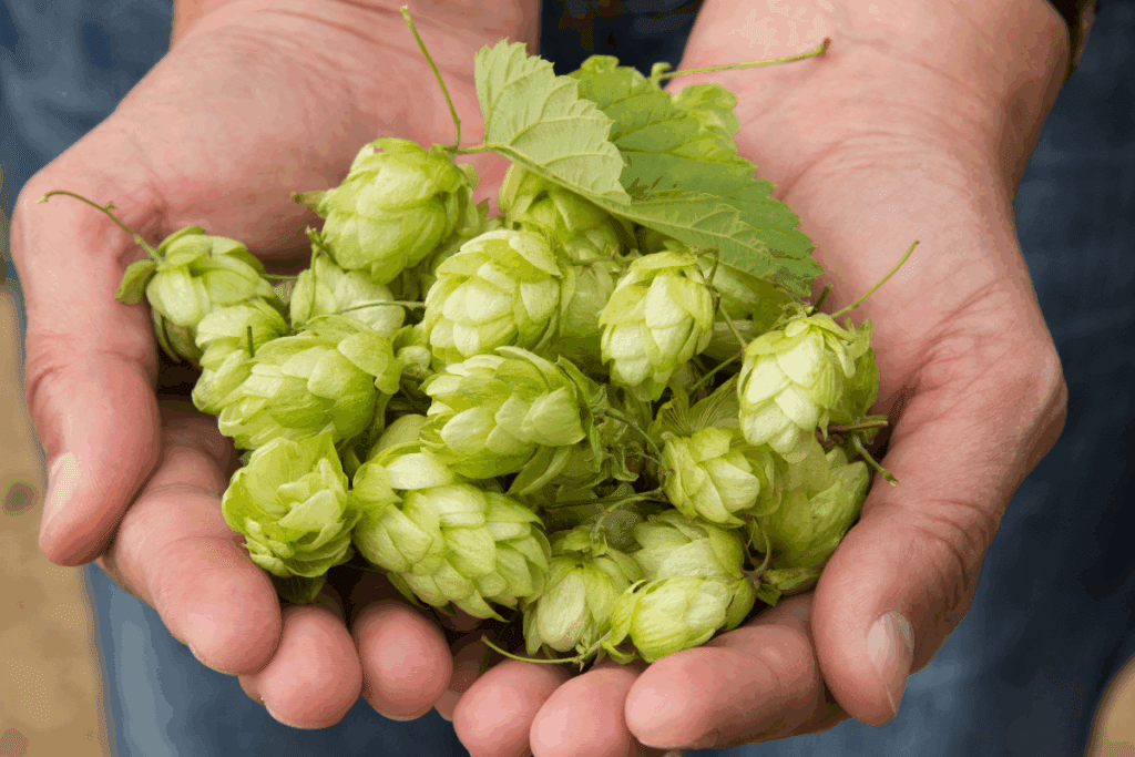 Lúpulo: O que é, Como Cultivar e Seus Principais Benefícios