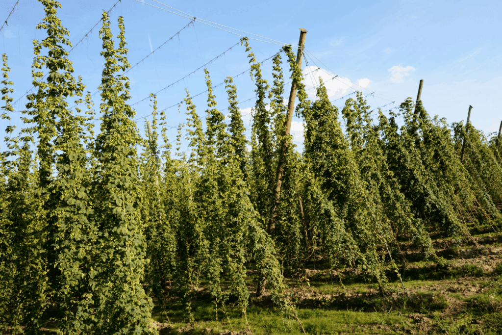 Como cultivar lúpulo em casa: guia completo